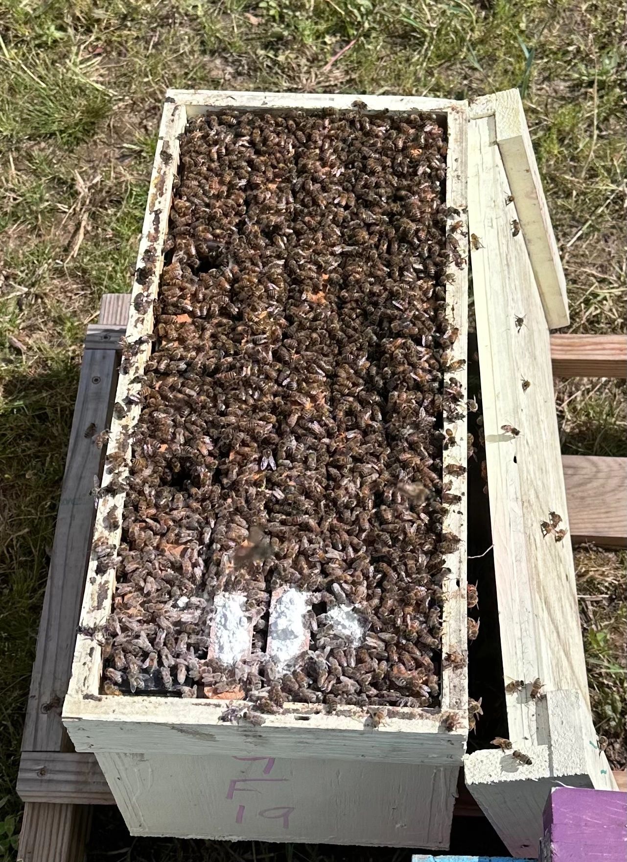 A Brief History of Honey Bee Nucs