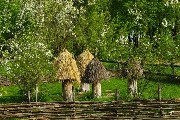 A Journey into Indigenous Beekeeping