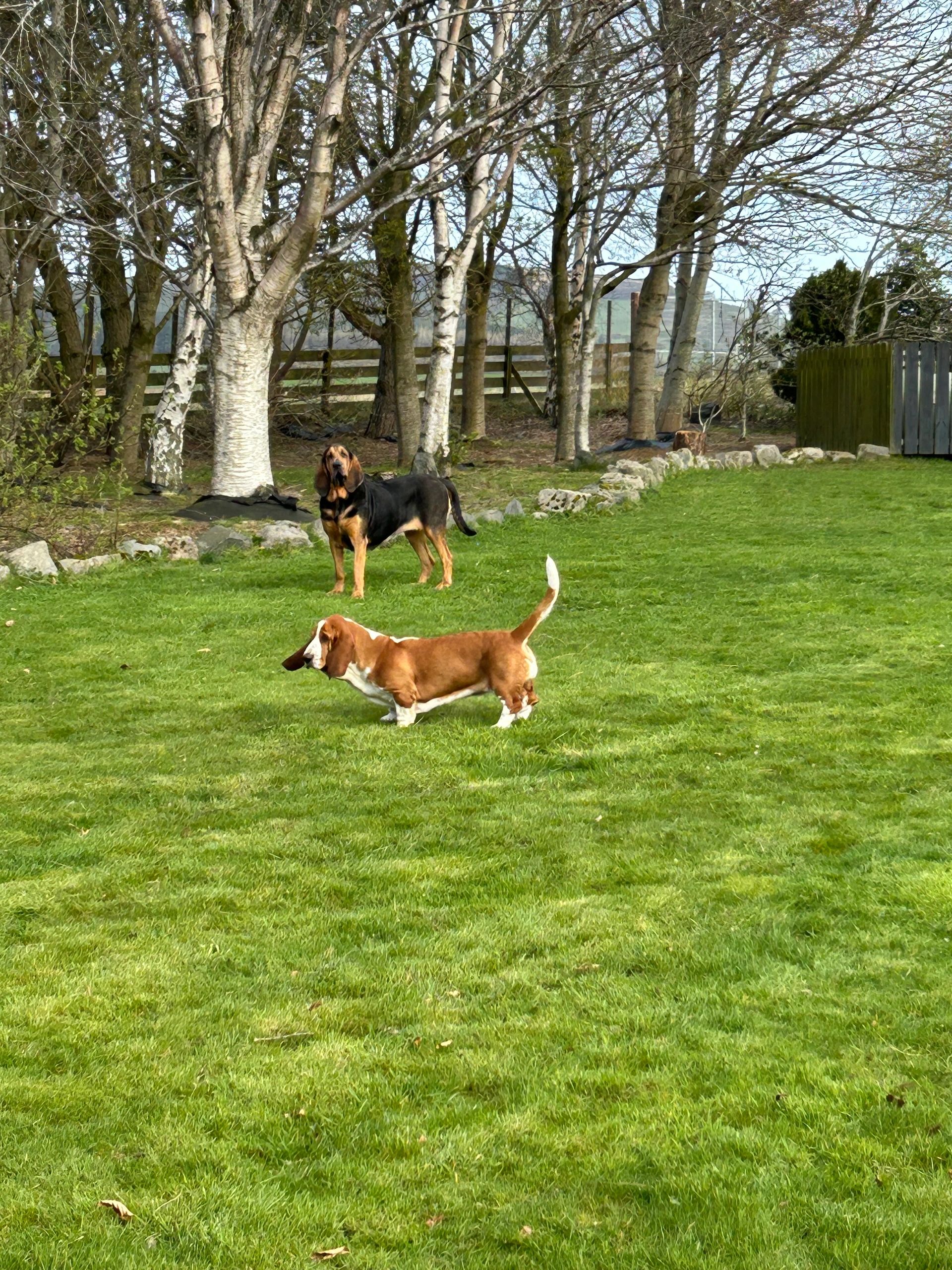 Culsalmond basset hound and bloodhound in Aberdeenshire Scotland