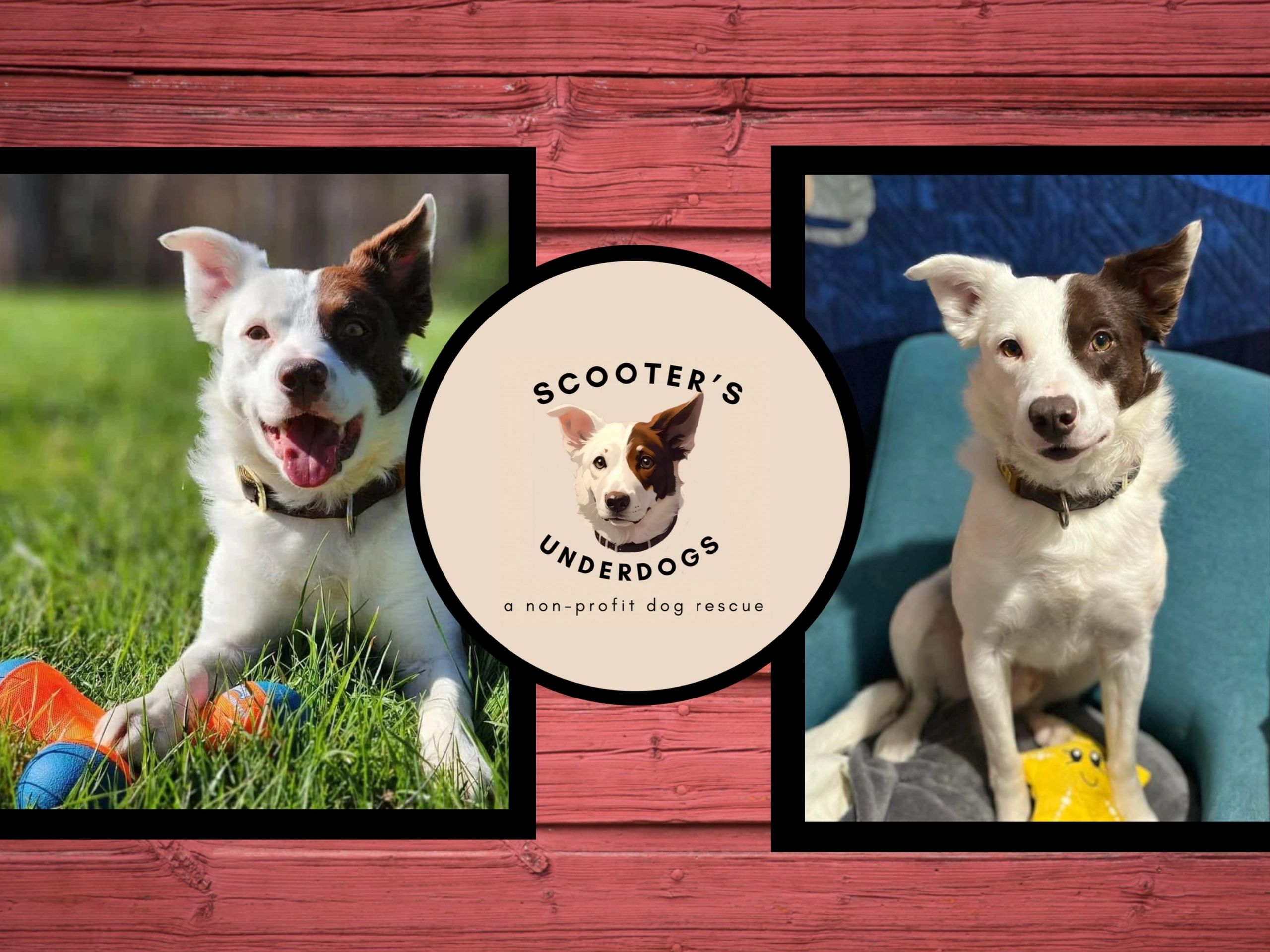 Scooters Underdogs Rescue