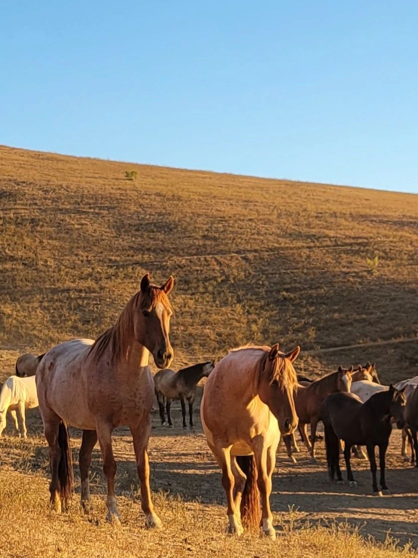 What & How Can We Learn From Horses?
