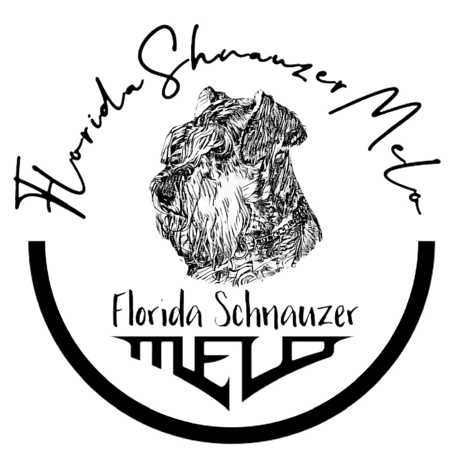 Florida Schnauzer Melo - Dog, Schnauzer Miniature, Dog, Breeder, Puppies