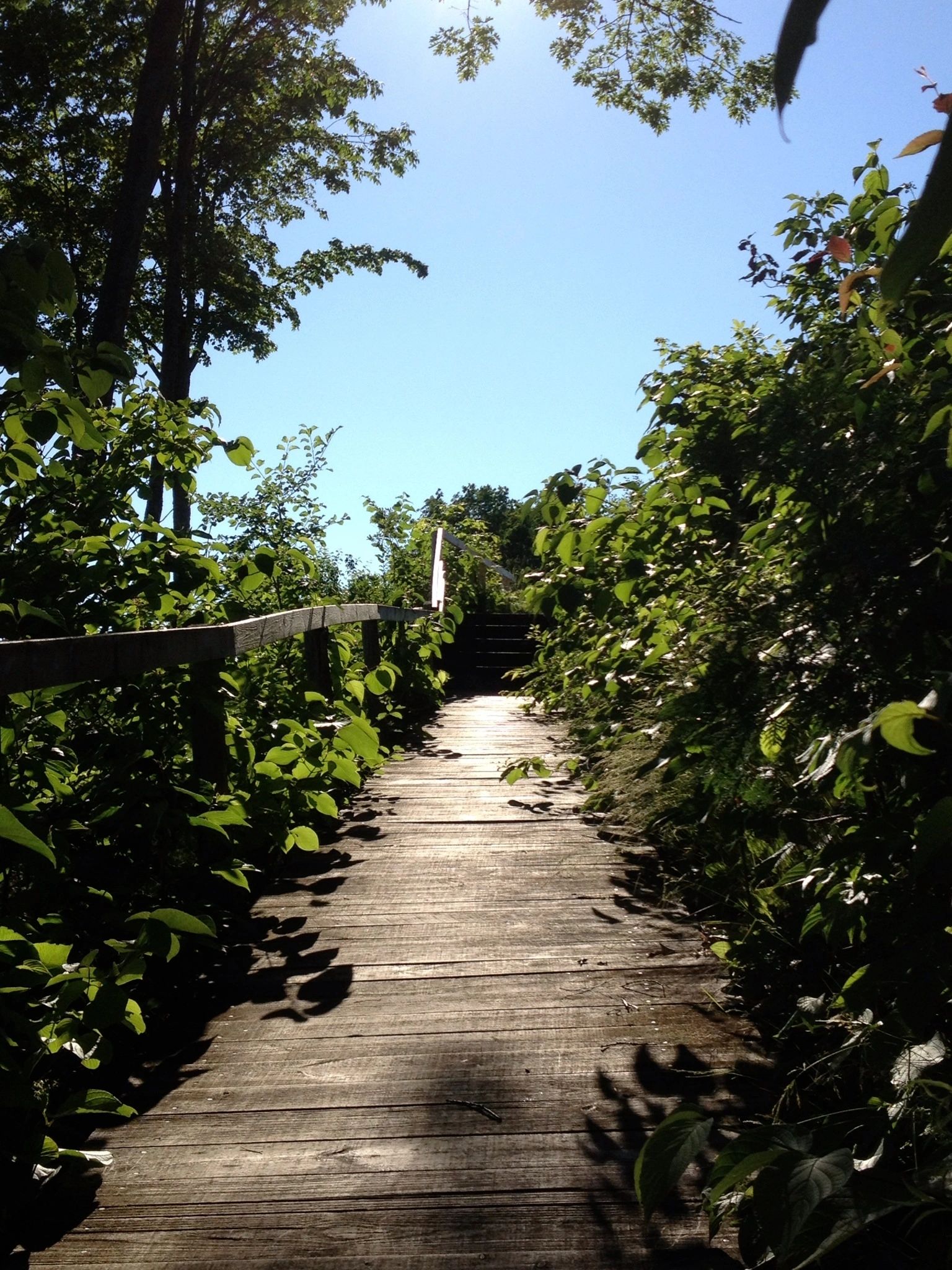 San Diego Reading Pathways