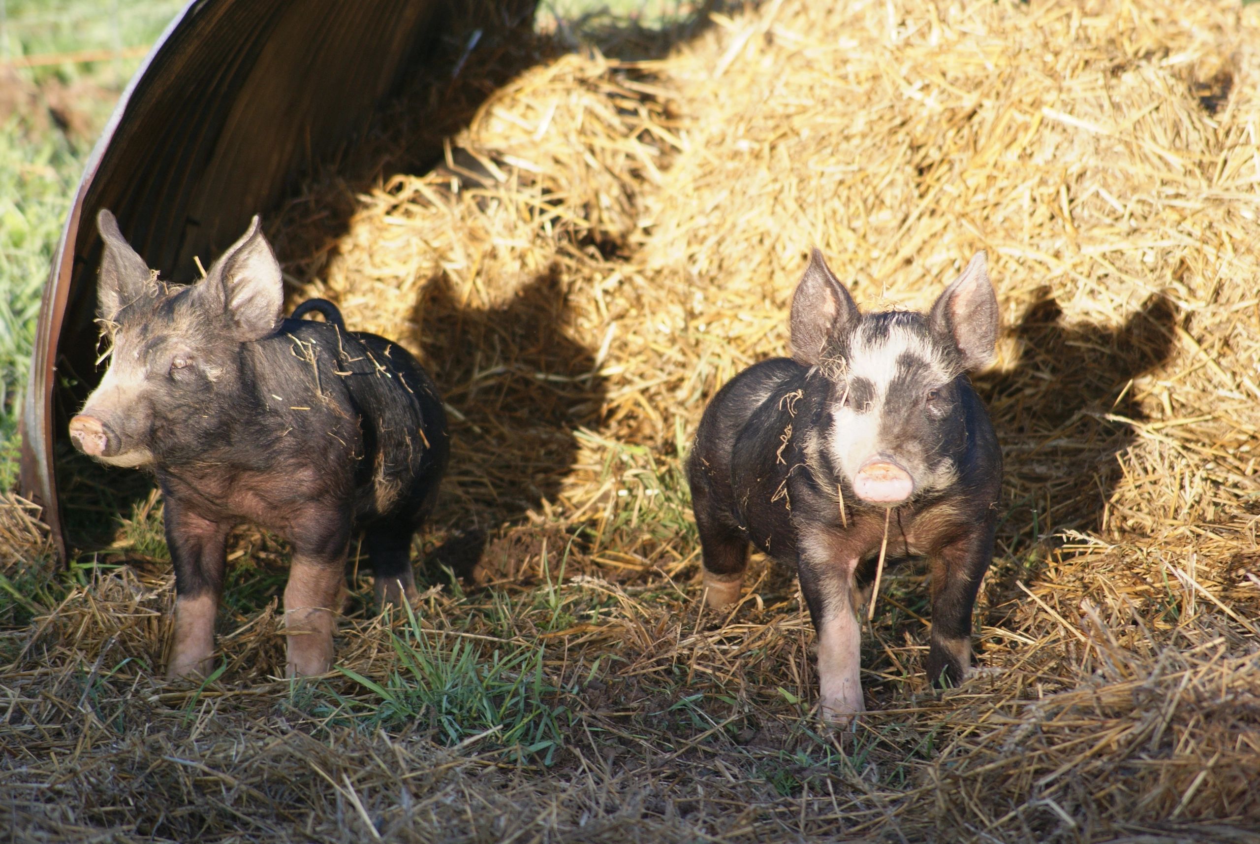 Heritage Breed Pasture-Raised Pigs - Flying W Ranch