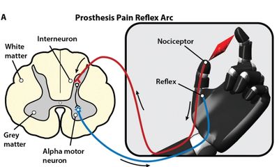 Neuro Prosthetics and BMI | SINAPSE
