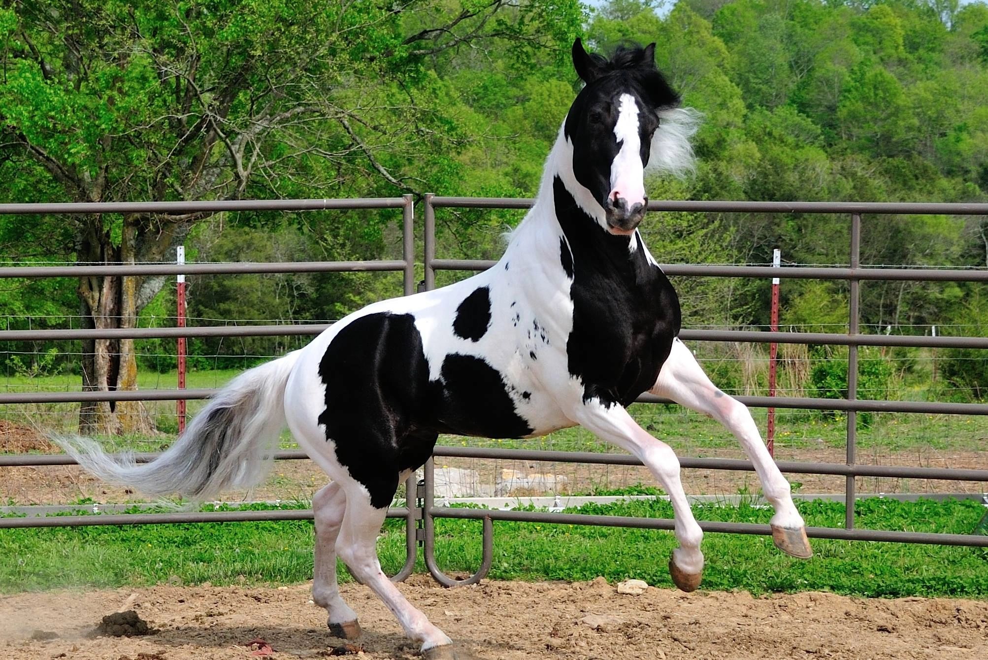 Stallions | The Original Moonshine Ranch