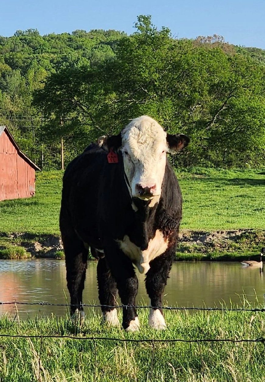 Double K Black Hereford - Black Hereford Cattle, Beef Hereford Bulls