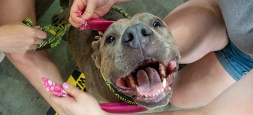 Find Your Forever Friend at Sunnyside Street Dogs