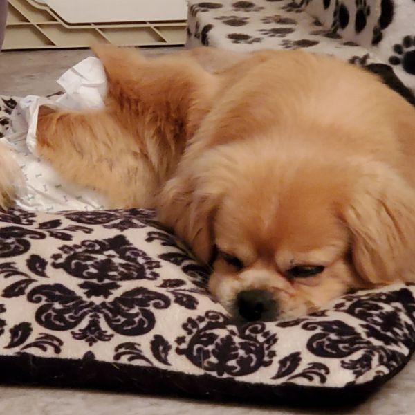 Hospice Dogs