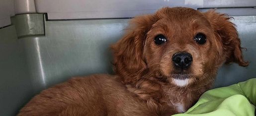 Gateway 4 Paws - Dog Adoption, Adopt a Pet, Dog Adoption, Rescue