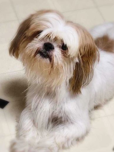 Adoptable Dogs | Gateway 4 Paws