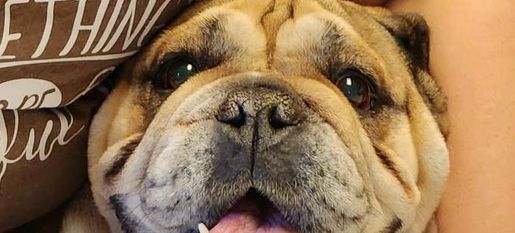 Gateway 4 Paws - Dog Adoption, Adopt a Pet, Dog Adoption, Rescue