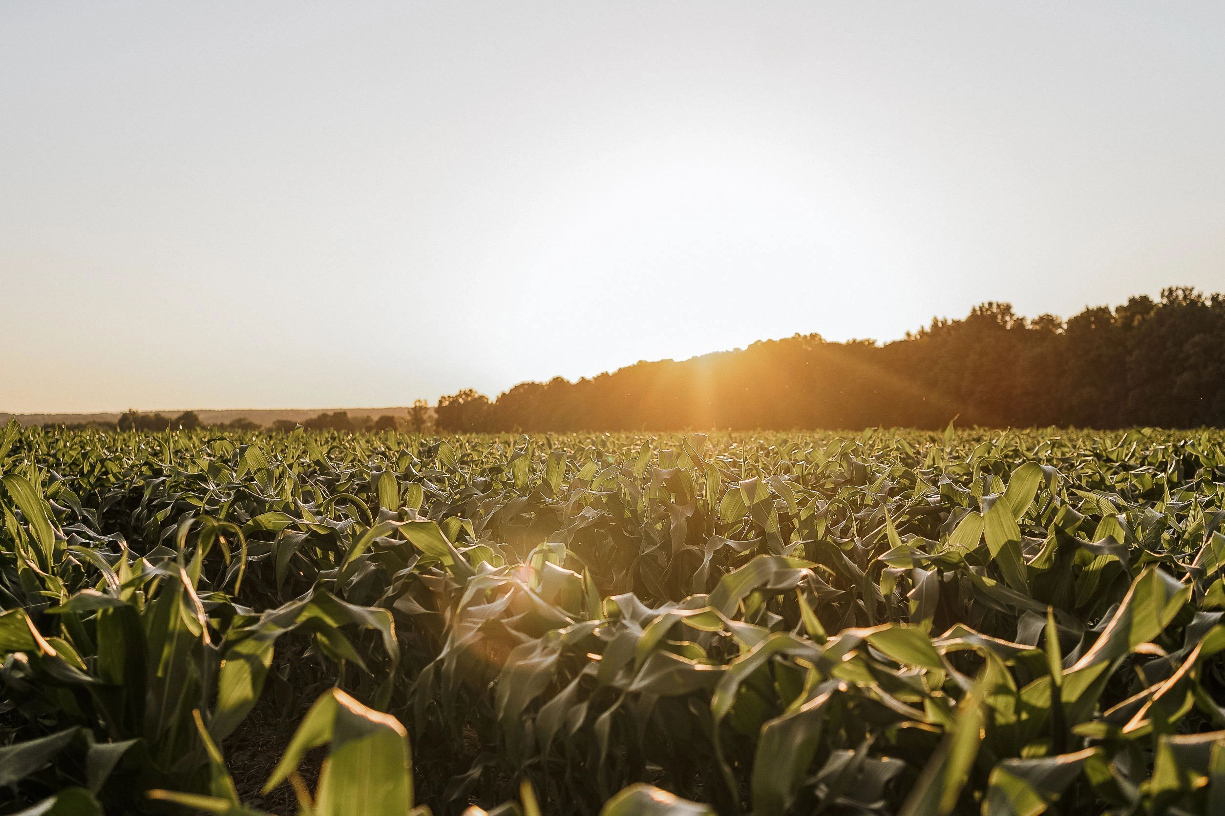 Eagle Ridge Farm LLC - Sweet Corn - Cortland, Ohio