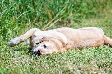 Dog Meadow - Dog Daycare, Dog Boarding, Dog Sitter