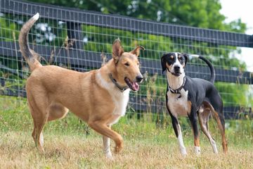 Dog Meadow - Dog Daycare, Dog Boarding, Dog Sitter