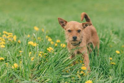 Dog Meadow - Dog Boarders, Caring for Dogs, Dog Care