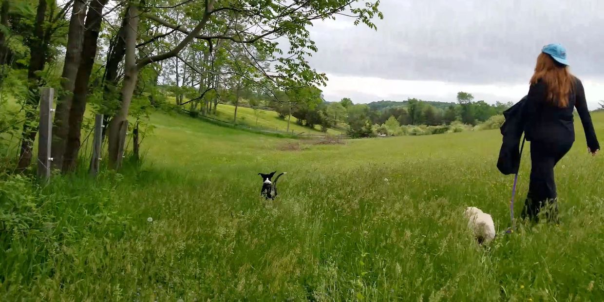 Dog Meadow - Dog Daycare, Dog Boarding, Dog Sitter