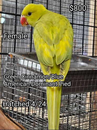 Available Birds | Chatterbox Parrots