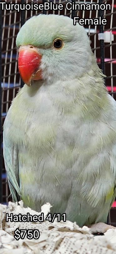 Available Birds | Chatterbox Parrots