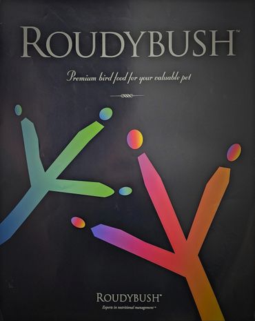 Available Birds | Chatterbox Parrots