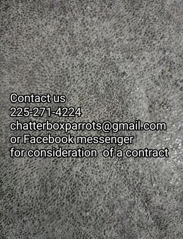 Available Birds | Chatterbox Parrots