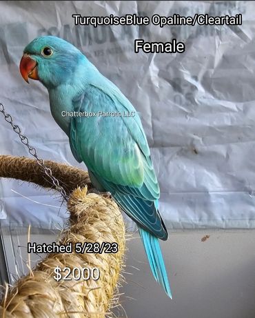 Available Birds | Chatterbox Parrots