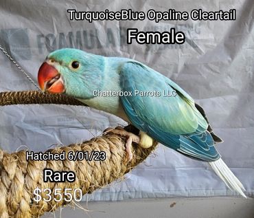 Available Birds | Chatterbox Parrots