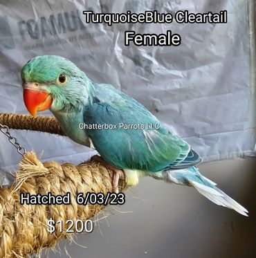 Available Birds | Chatterbox Parrots