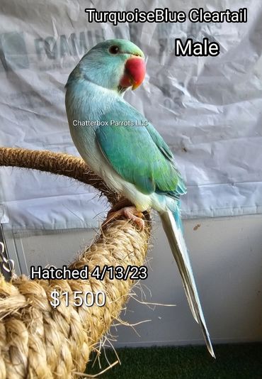 Available Birds | Chatterbox Parrots