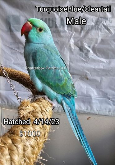 Available Birds | Chatterbox Parrots