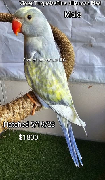 Available Birds | Chatterbox Parrots