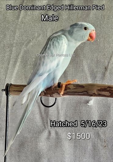 Available Birds | Chatterbox Parrots