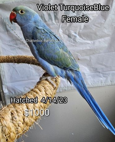 Available Birds | Chatterbox Parrots