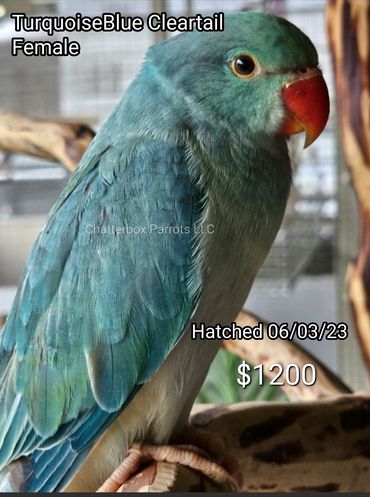 Available Birds | Chatterbox Parrots