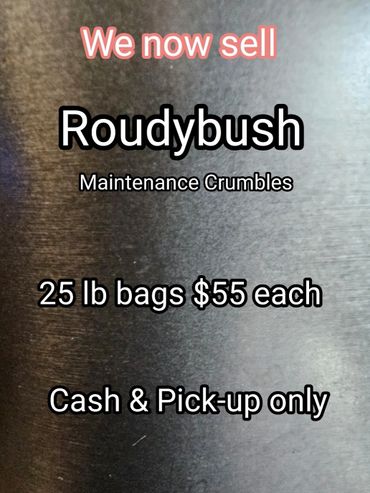 Available Birds | Chatterbox Parrots