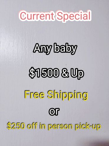 Available Birds | Chatterbox Parrots