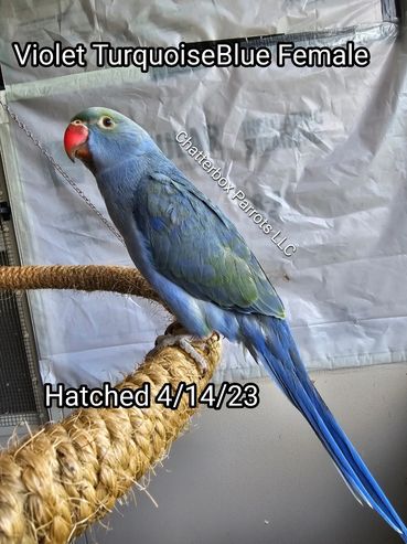 Available Birds | Chatterbox Parrots