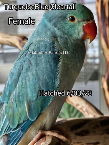 Available Birds | Chatterbox Parrots