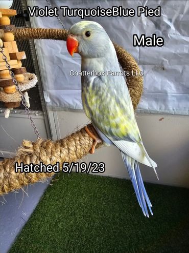 Available Birds | Chatterbox Parrots