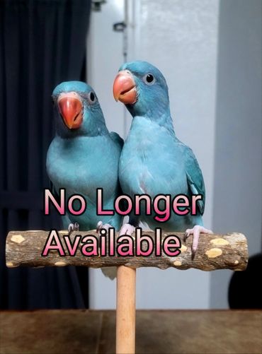 Available Birds | Chatterbox Parrots