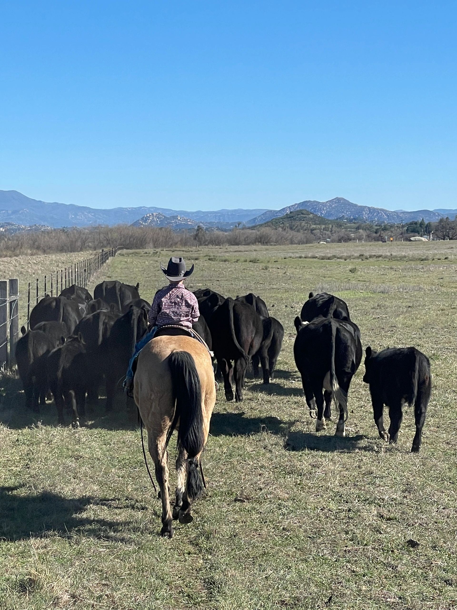 Locally Grown Beef - Sunrise Cattle Co.