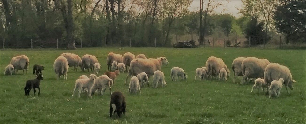Deer Creek Farm - Lamb, Fruit and Vegetables