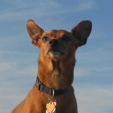 The Posh Pup Acton: Dog Daycare & Pet Boutique