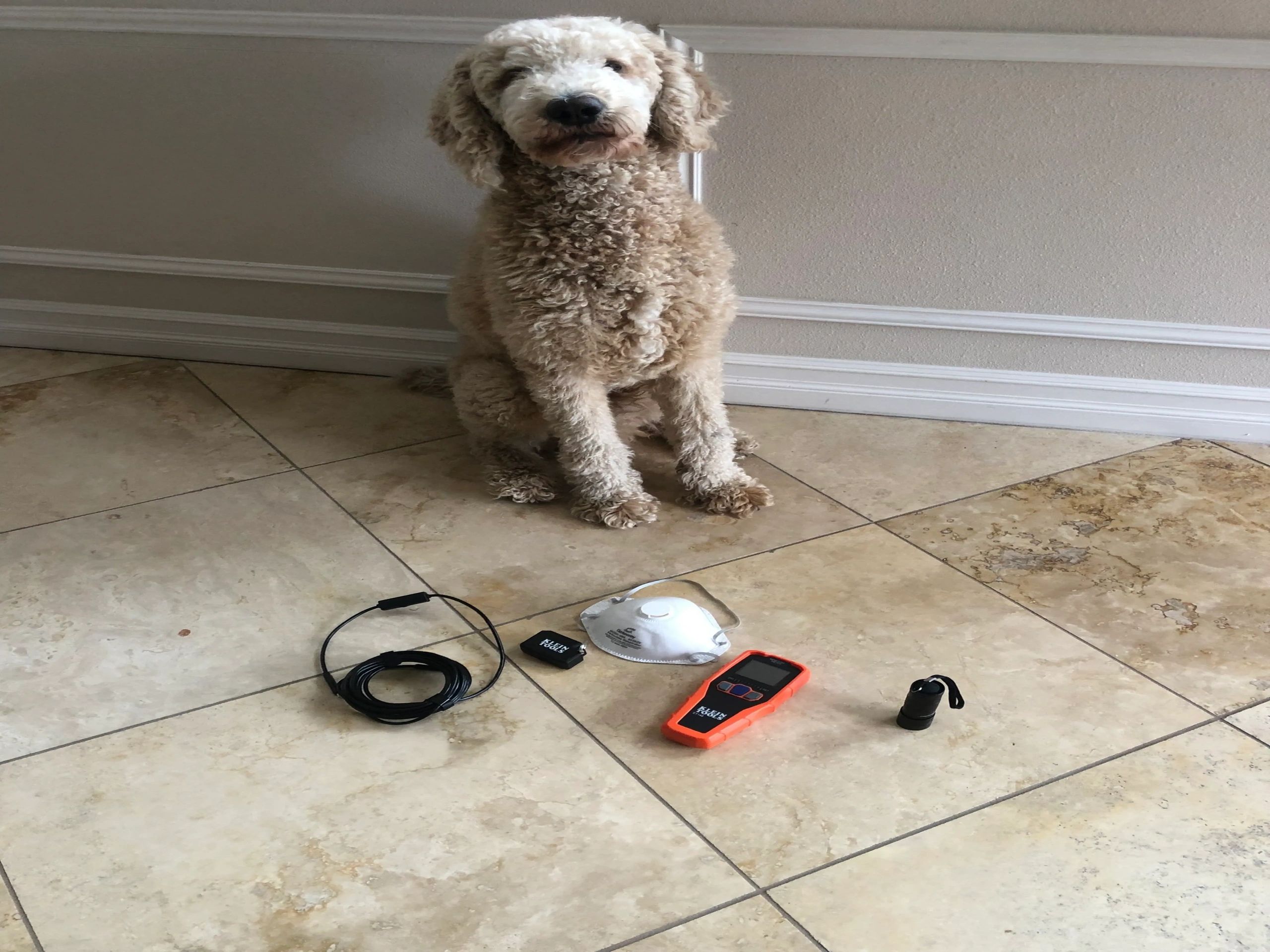 K9 Mold Detection Services in Alaska