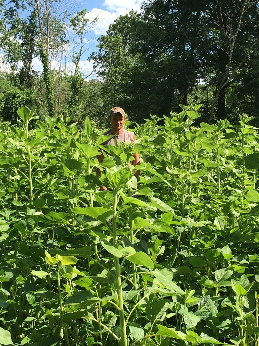 Antler growth is nothing more than an extension of a healthy body