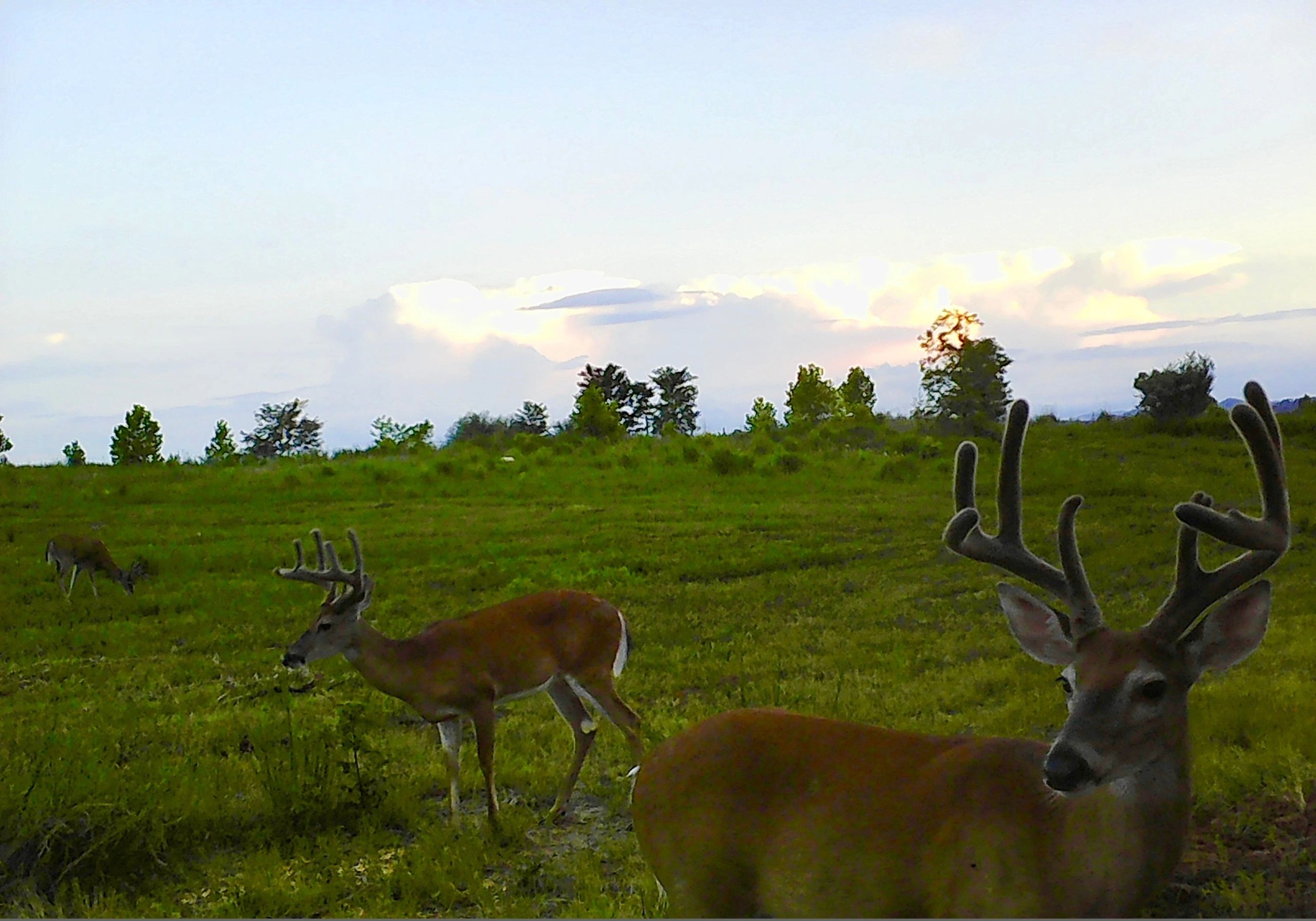 Farming for wildlife