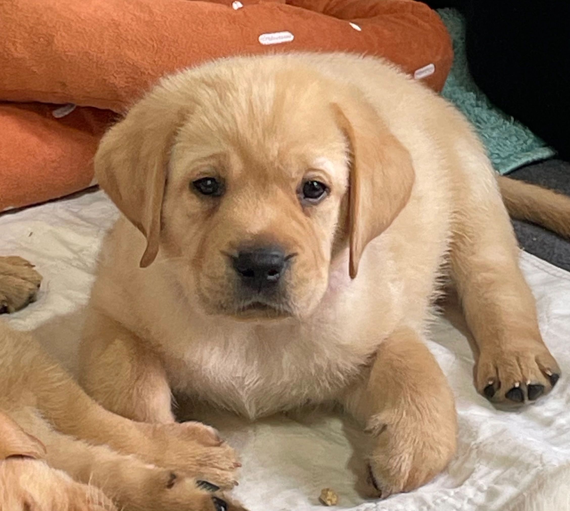 AKC Registered Labrador Puppies for Sale | Trusted Breeder