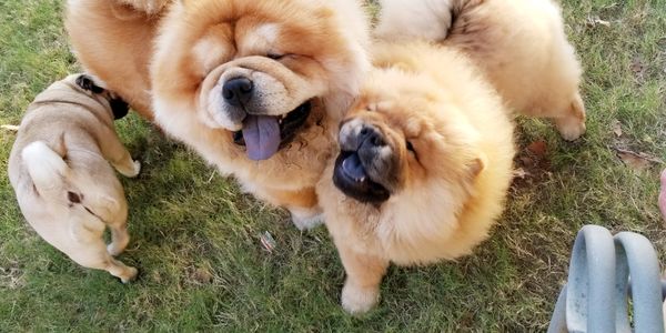 4 SHOW PAWS - Chows, Chow Chow, Pugs, Puppies