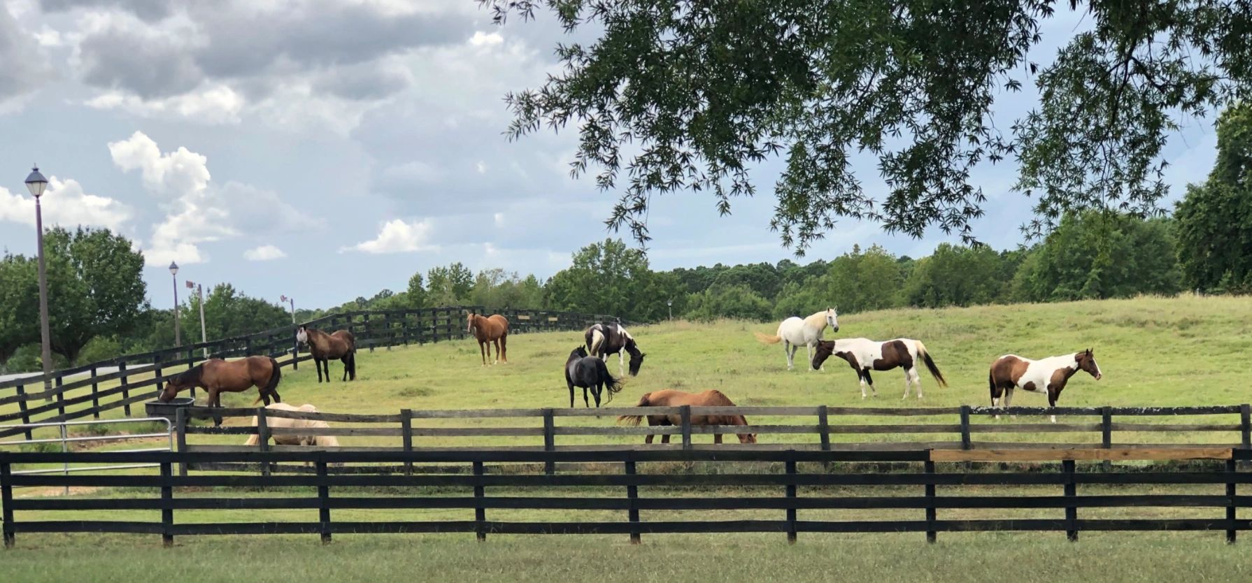 Home [healingheartsandhorses.com]