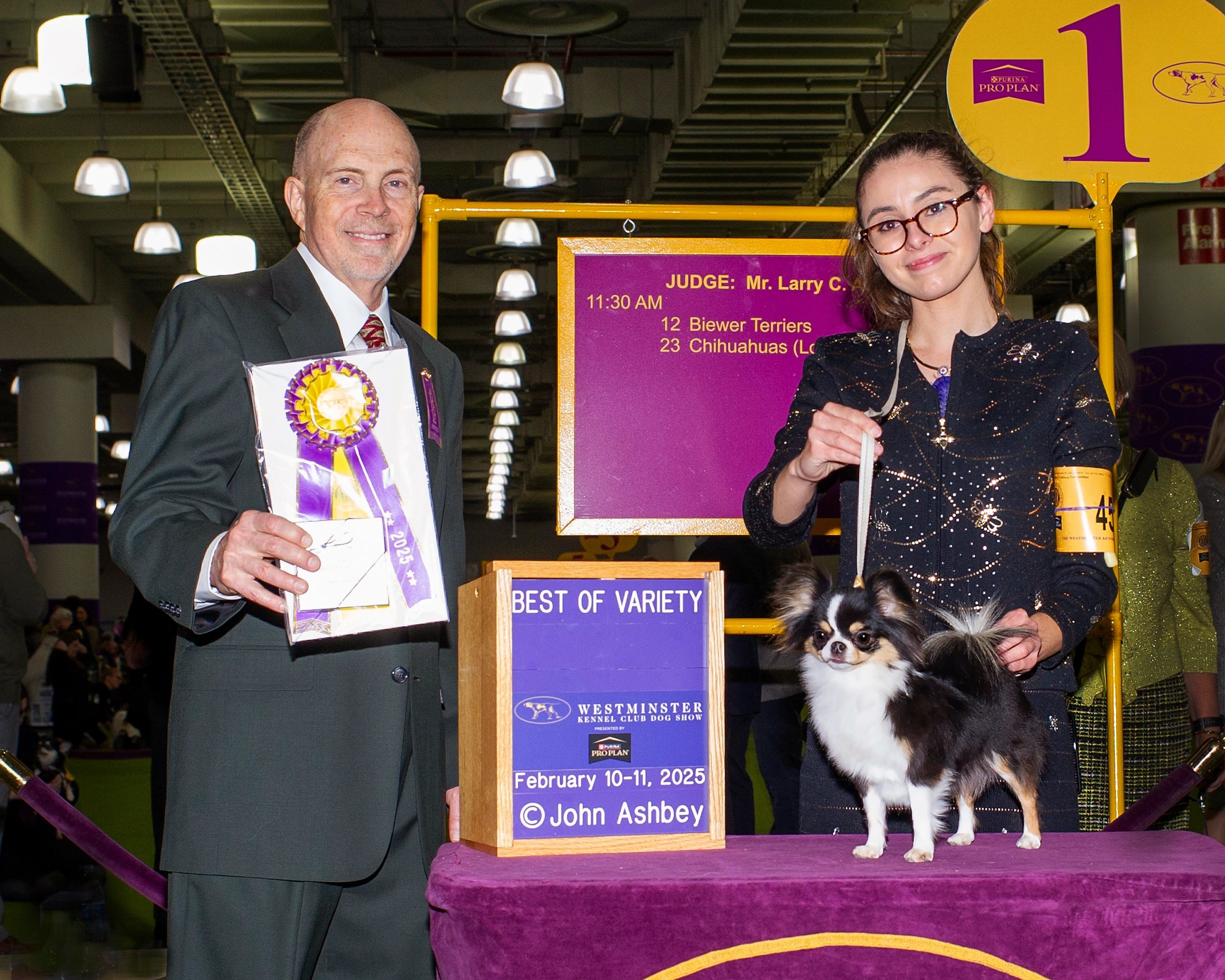 Sires | BCR Chihuahuas